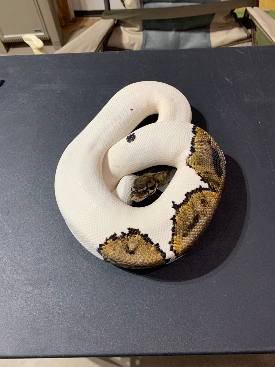 Leopard Pied Ball Python by D-Rods Creations - MorphMarket