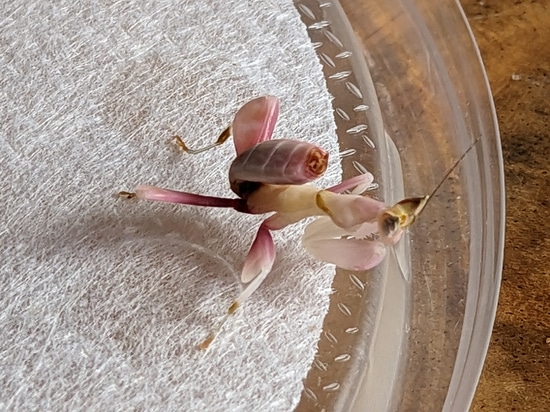 Orchid Mantis (Hymenopus Coronatus) L4/L5 Multiple Available by ...