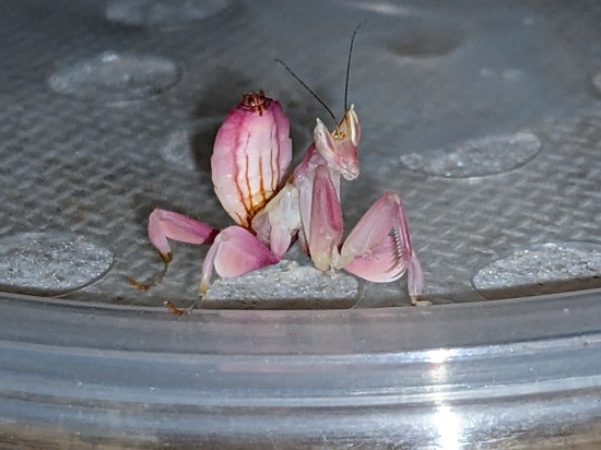 Orchid Flower Mantis (Hymenopus Coronatus) - Captive Bred Unsexed L5 (8 ...