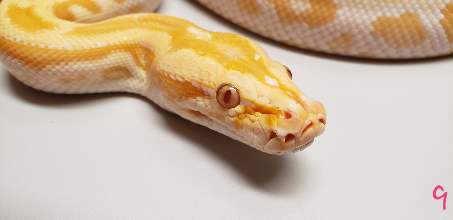 Pearl Burmese Python by Matthew Henderson's Pythons - MorphMarket