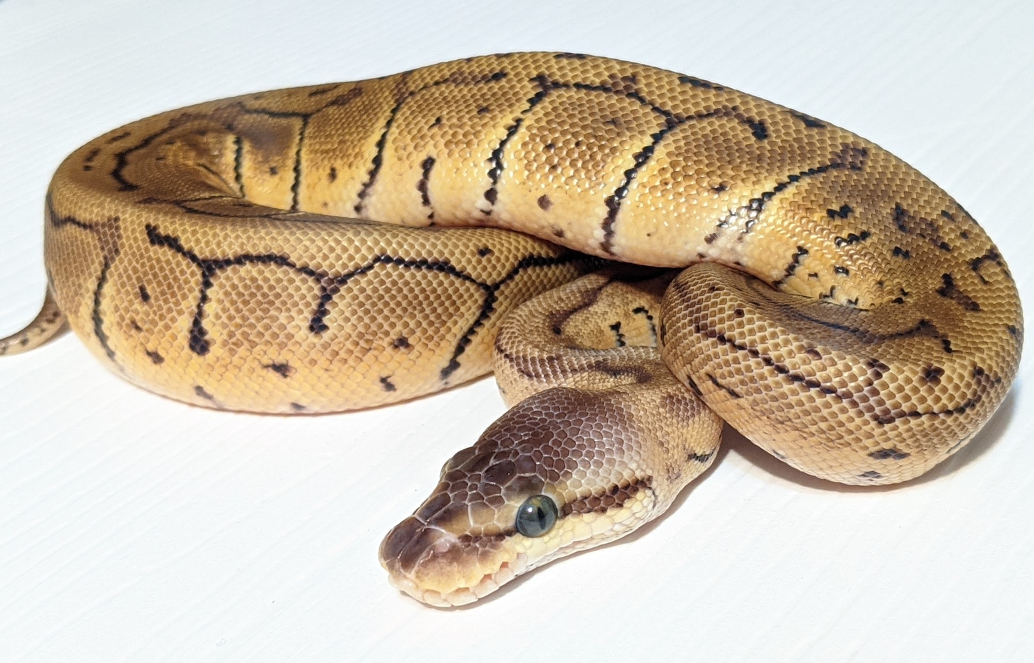 Pastel Pinstripe Ball Python by Rupp Reptiles - MorphMarket