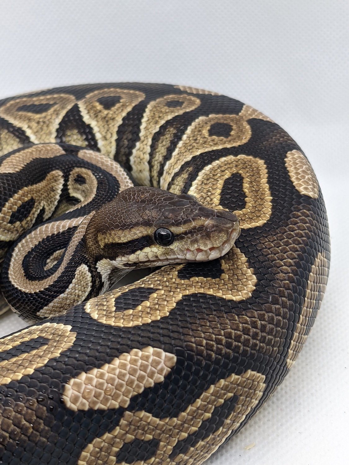 Cinnamon Ball Python by Rupp Reptiles - MorphMarket