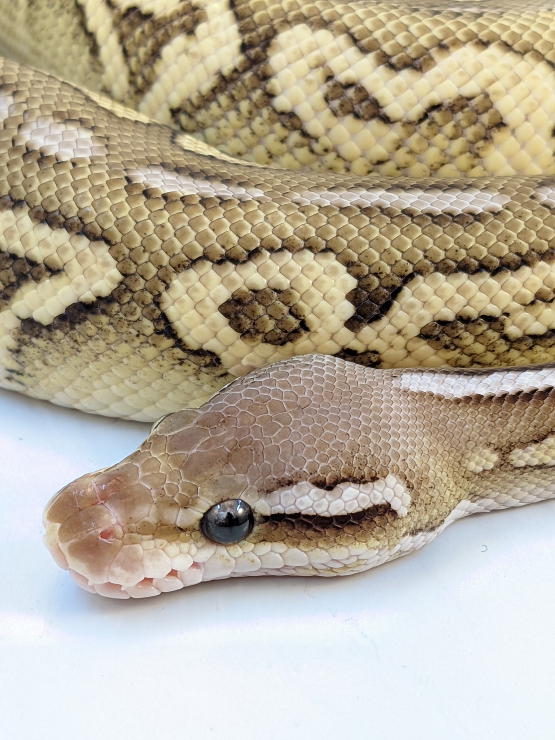 Cinnamon Pastel Mojave Or Spotnose Ball Python by Rupp Reptiles ...
