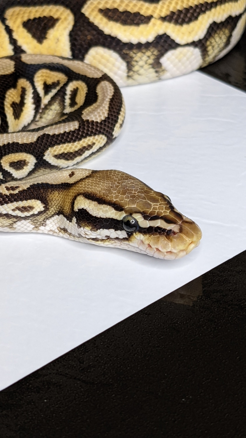 Spotnose Pastel Mojave Ball Python by Rupp Reptiles - MorphMarket