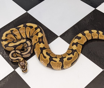 Fancy Normal Ball Python by Rupp Reptiles - MorphMarket