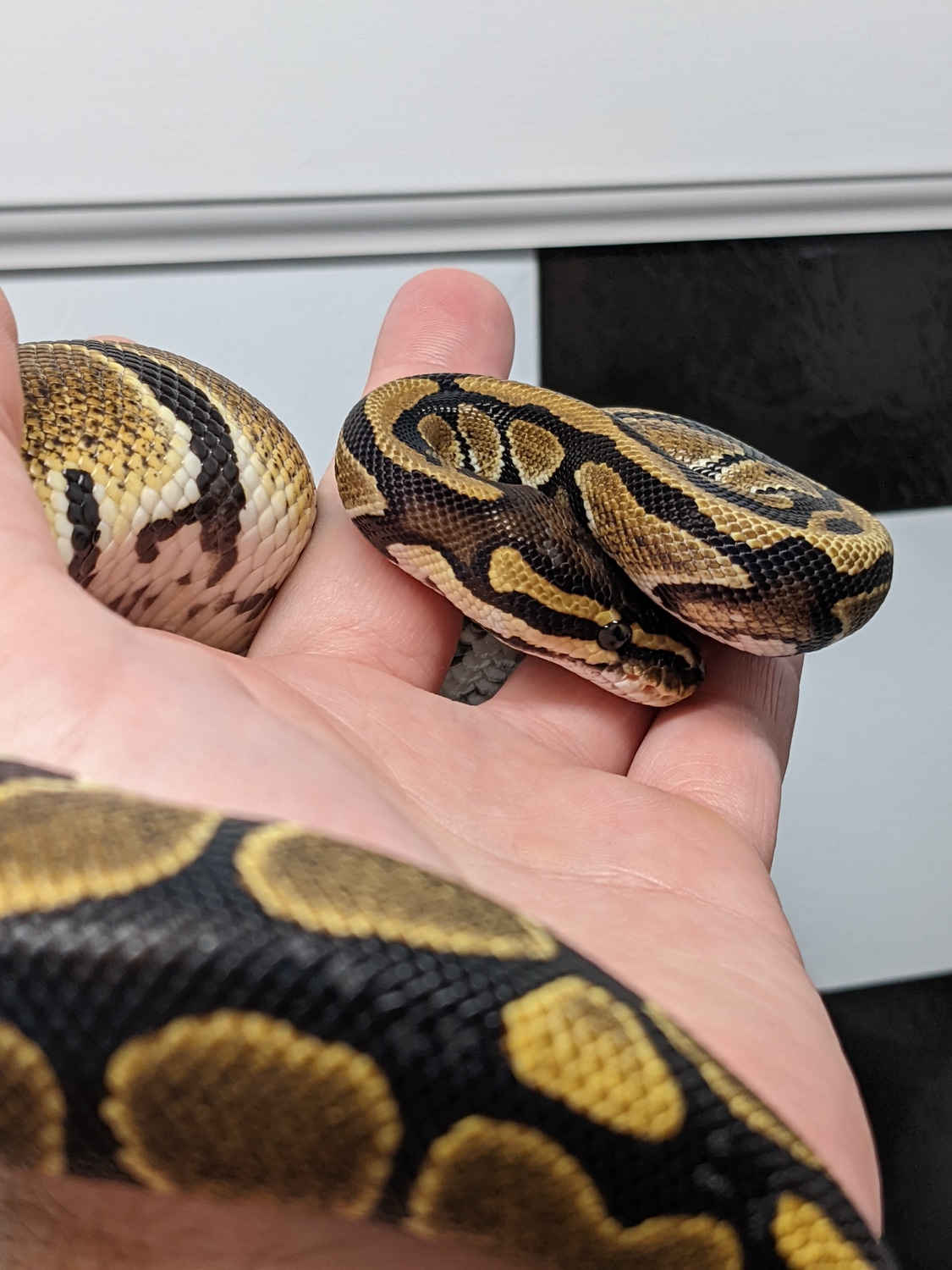 Fancy Normal Ball Python by Rupp Reptiles - MorphMarket