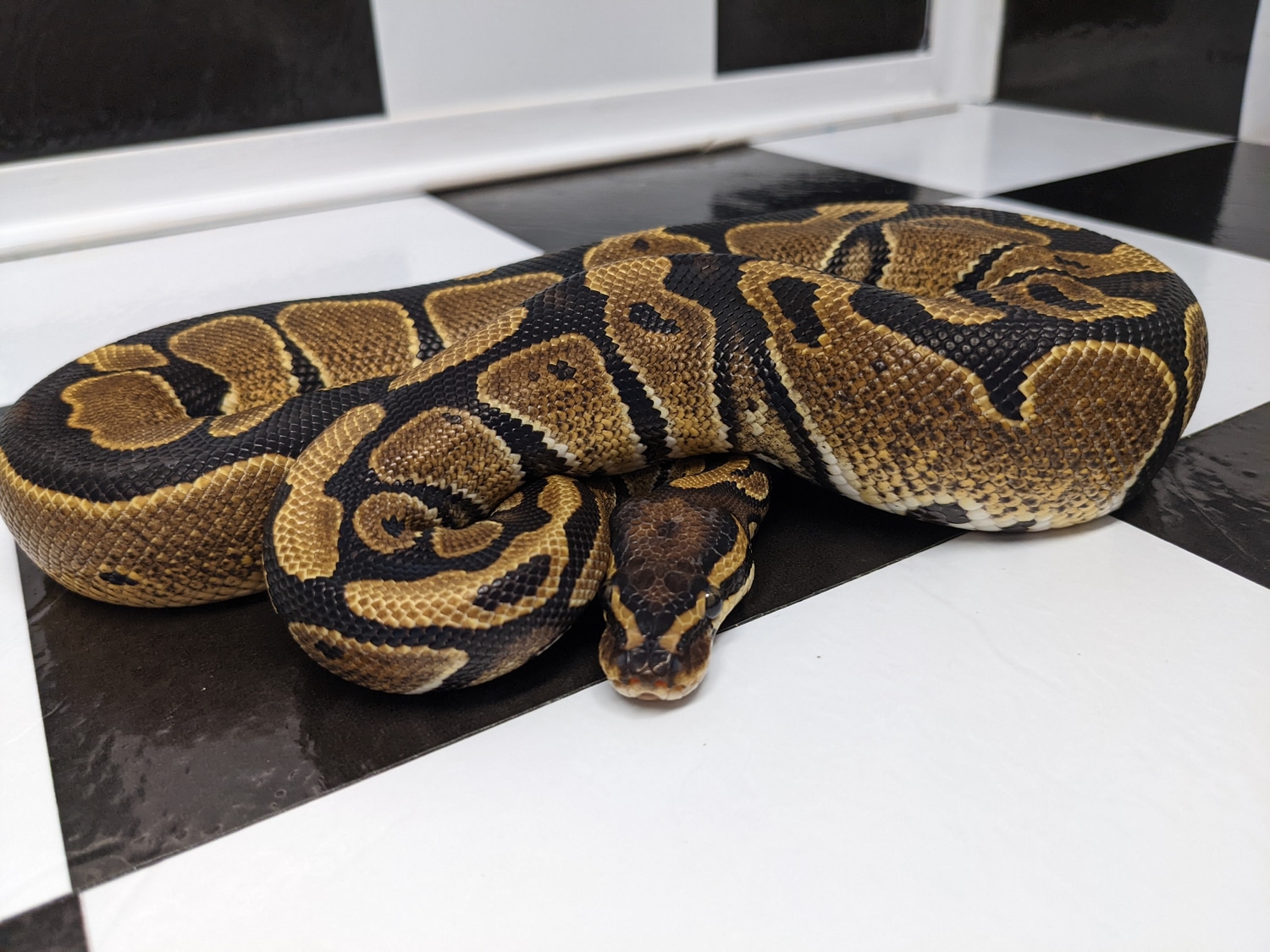 Fancy Normal Ball Python by Rupp Reptiles - MorphMarket