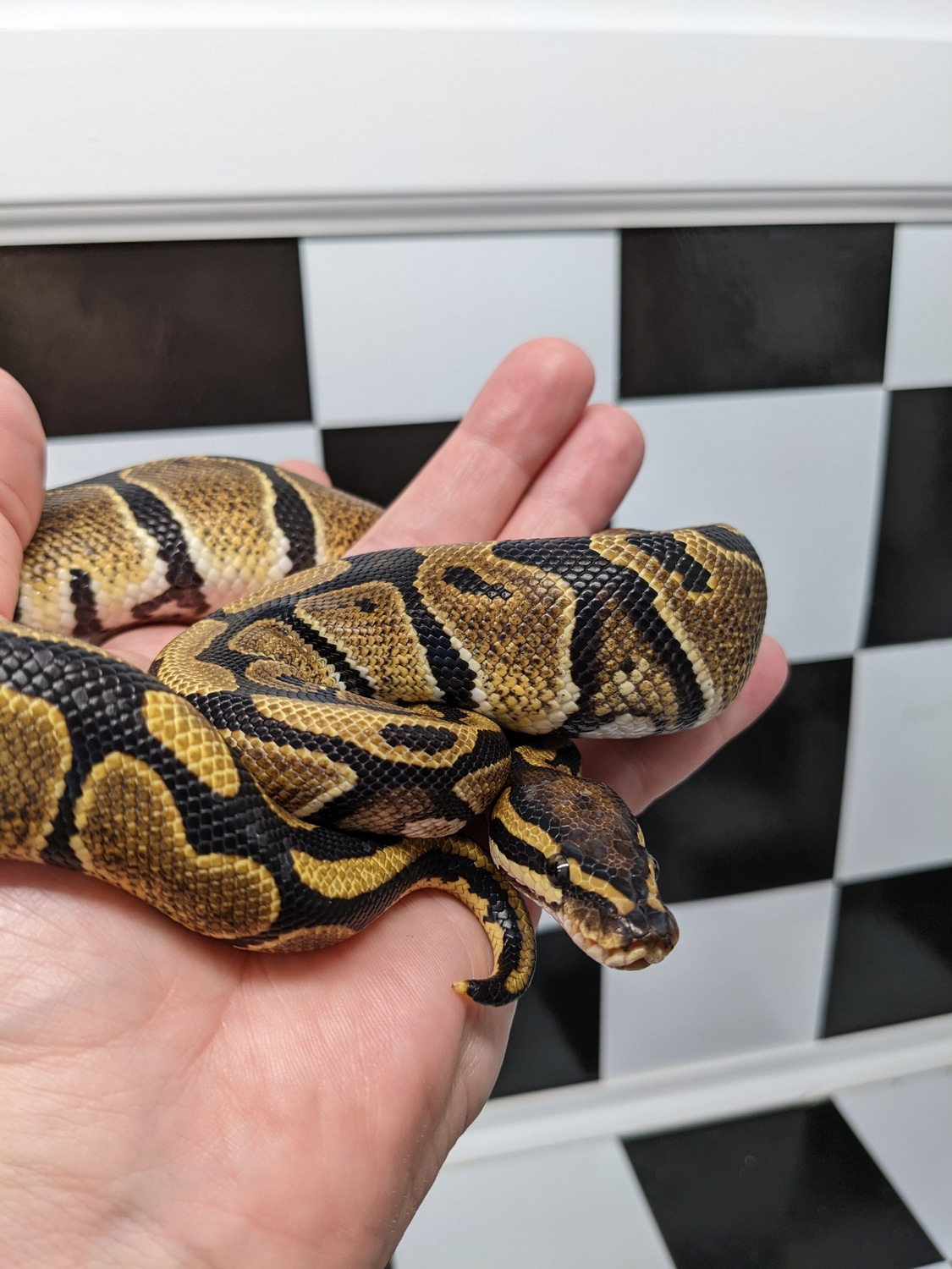 Fancy Normal Ball Python by Rupp Reptiles - MorphMarket