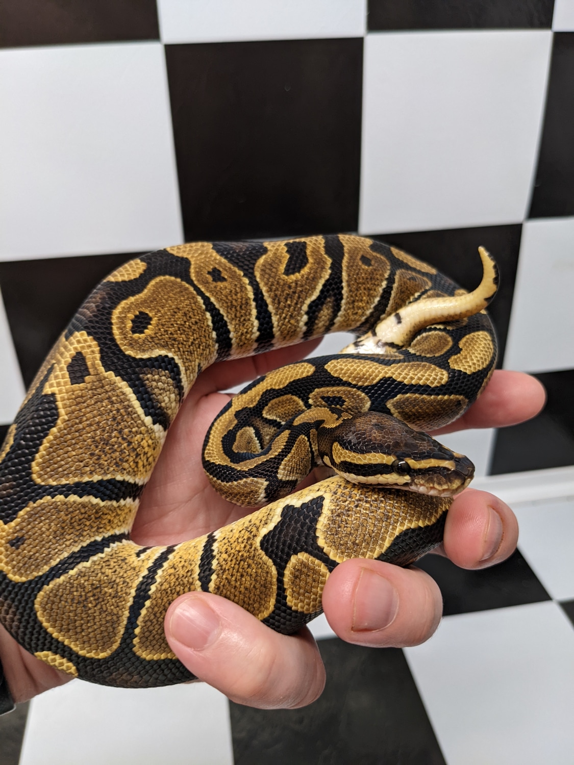 Fancy Normal Ball Python by Rupp Reptiles - MorphMarket