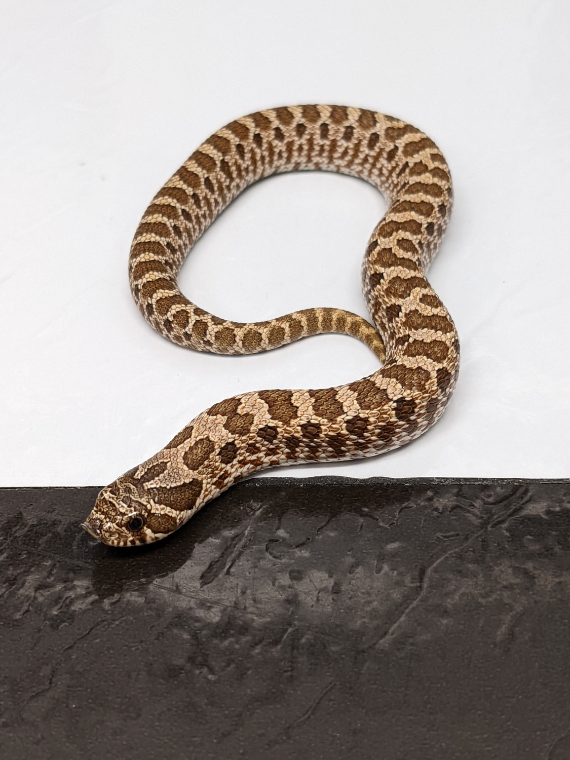 Normal Het Axanthic 66%albino Western Hognose by Rupp Reptiles ...