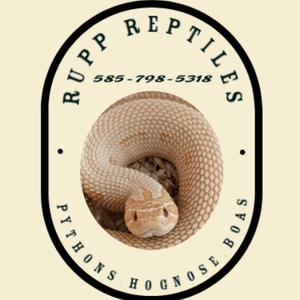 Fancy Normal Ball Python by Rupp Reptiles - MorphMarket