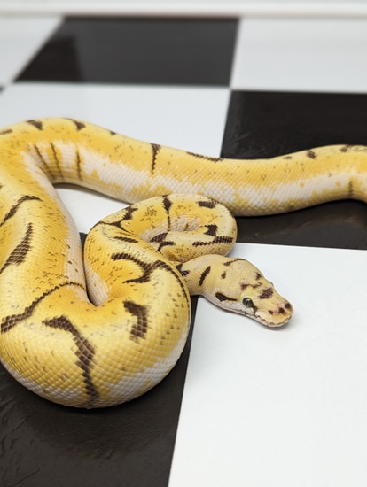 Pastel Vanilla Enchi Butter Spider Ball Python by Rupp Reptiles