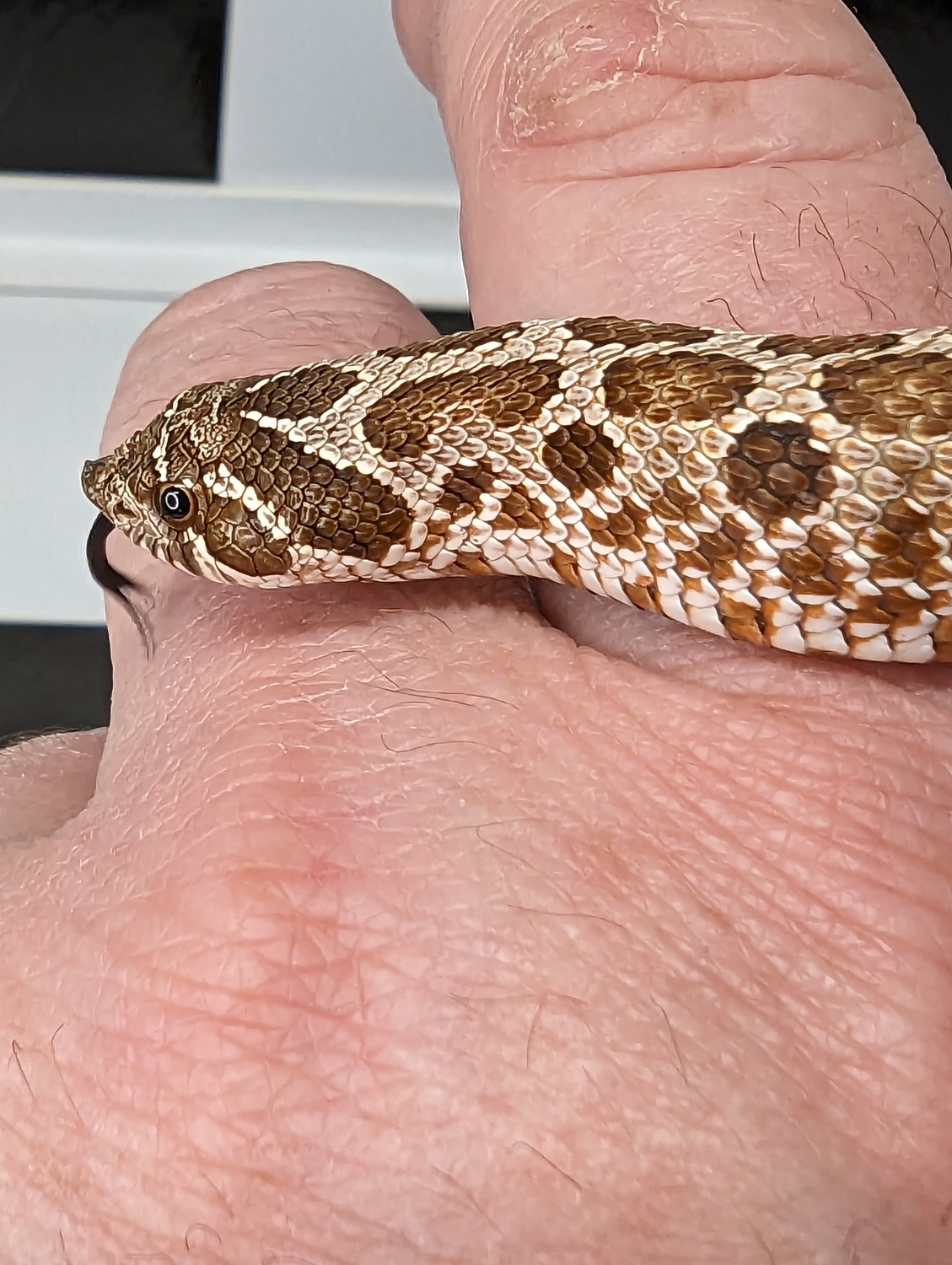 Normal 66% Albino Western Hognose by Rupp Reptiles - MorphMarket