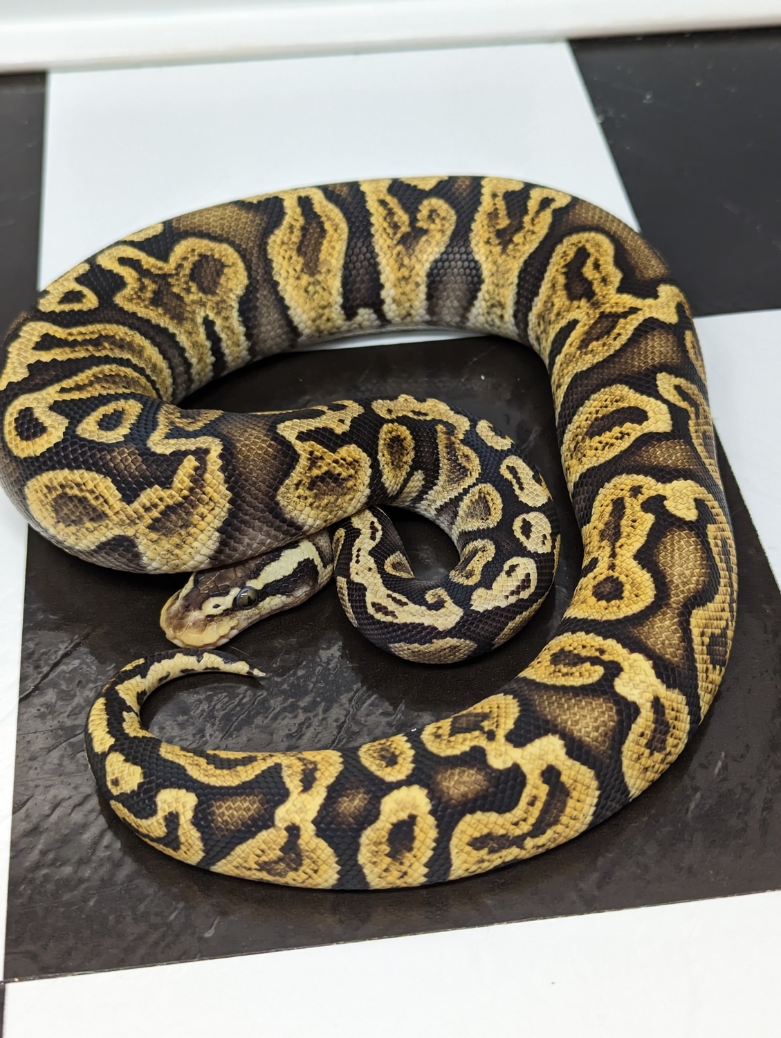 Pastel GHI Ball Python by Rupp Reptiles - MorphMarket
