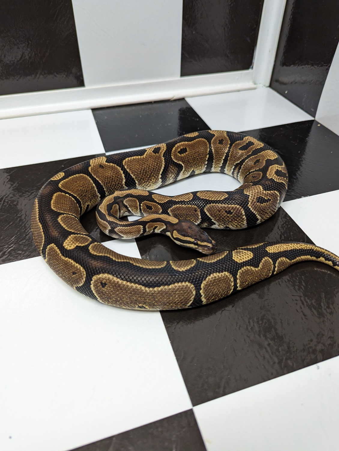 Fancy Normal Ball Python by Rupp Reptiles - MorphMarket