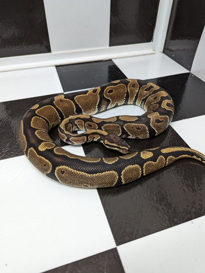 Fancy Normal Ball Python by Rupp Reptiles