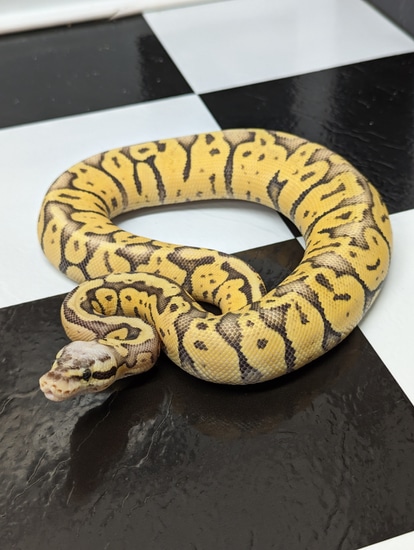 Super Pastel Vanilla Ball Python by Rupp Reptiles
