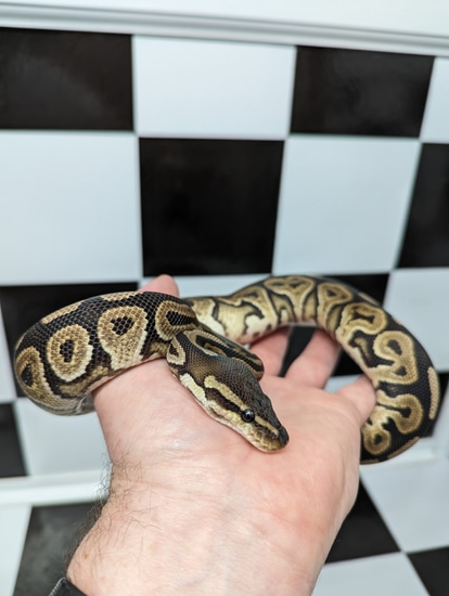 Cinnamon Ball Python by Rupp Reptiles