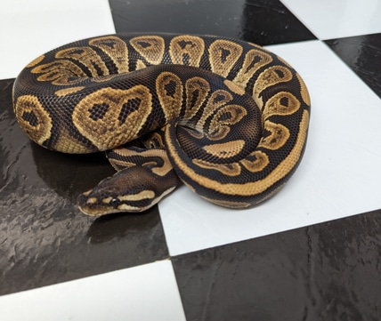 Cinnamon Ball Python by Rupp Reptiles - MorphMarket