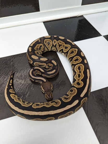 Cinnamon Ball Python by Rupp Reptiles