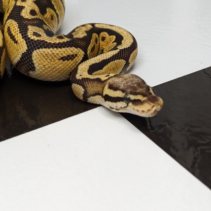 Fancy Normal Ball Python by Rupp Reptiles - MorphMarket
