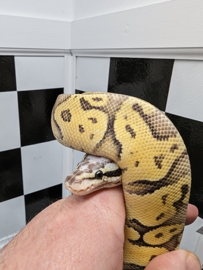 Super Pastel Vanilla Ball Python by Rupp Reptiles