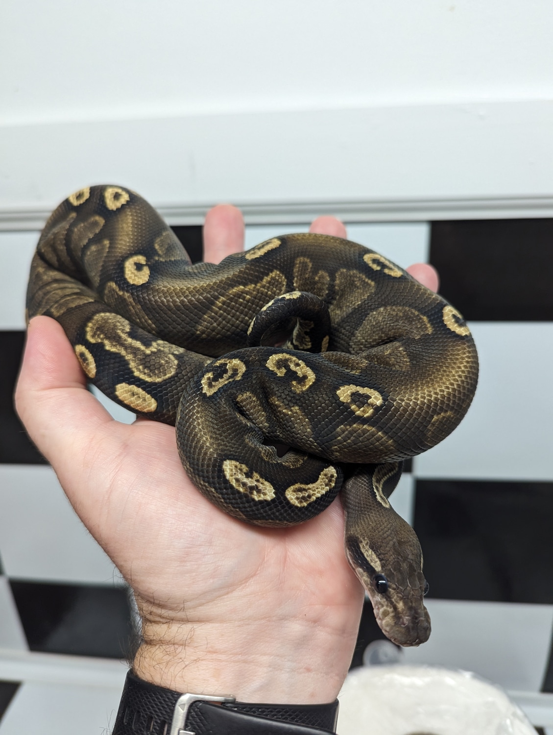 GHi Cinnamon Ball Python by Rupp Reptiles - MorphMarket