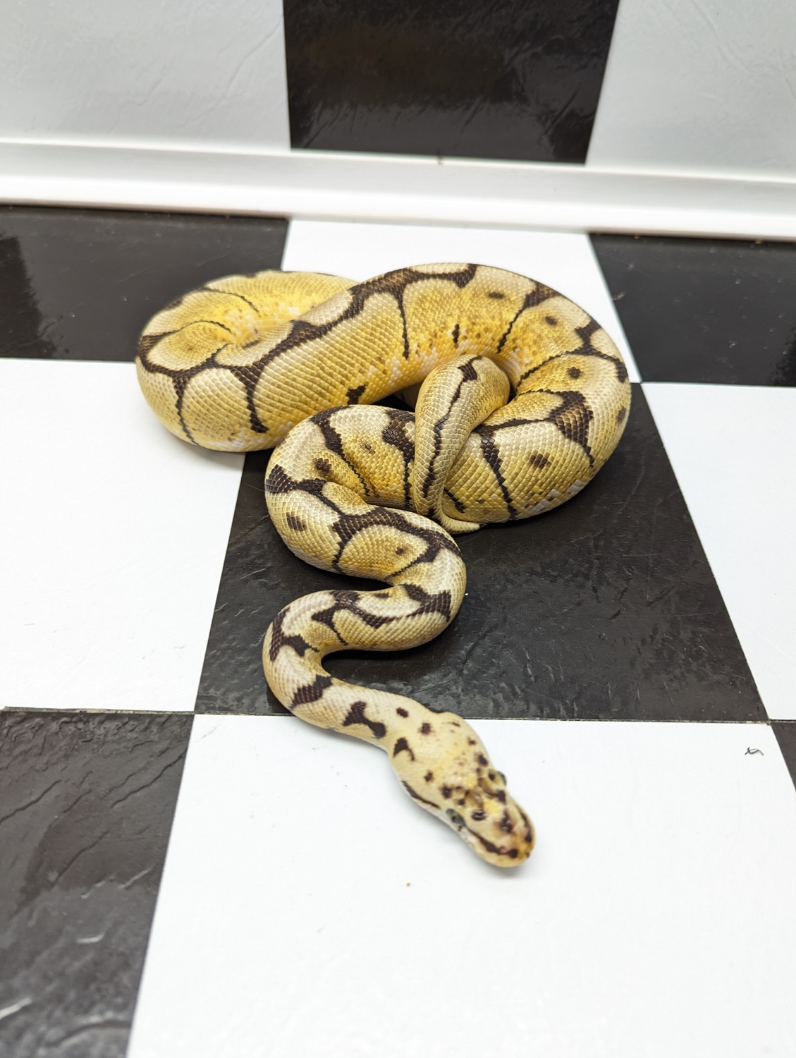Vanilla Bumble Bee Ball Python by Rupp Reptiles - MorphMarket