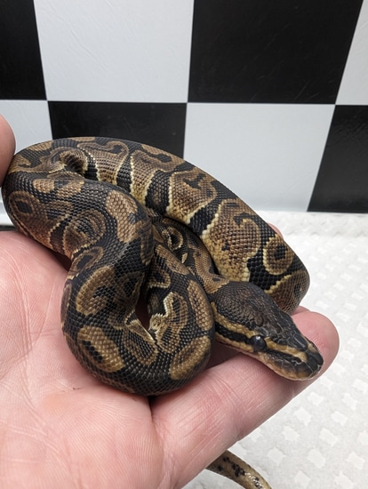 Normal Ball Python by Rupp Reptiles