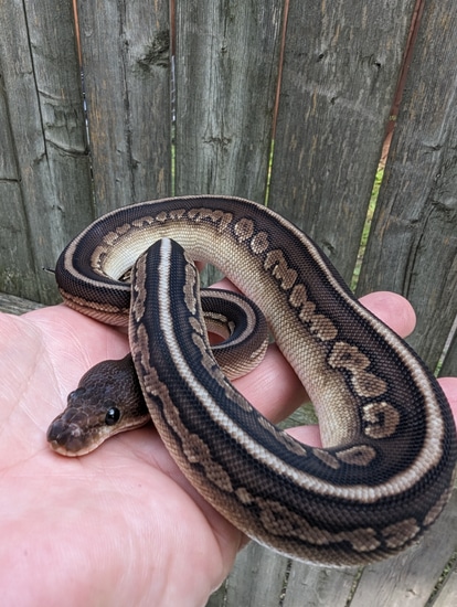 Cinnamon Mahogany Mojave Ball Python by Rupp Reptiles