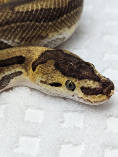 Proven Breeder Migraine (Cryptic Amur)super Enchi Ball Python by Rupp Reptiles