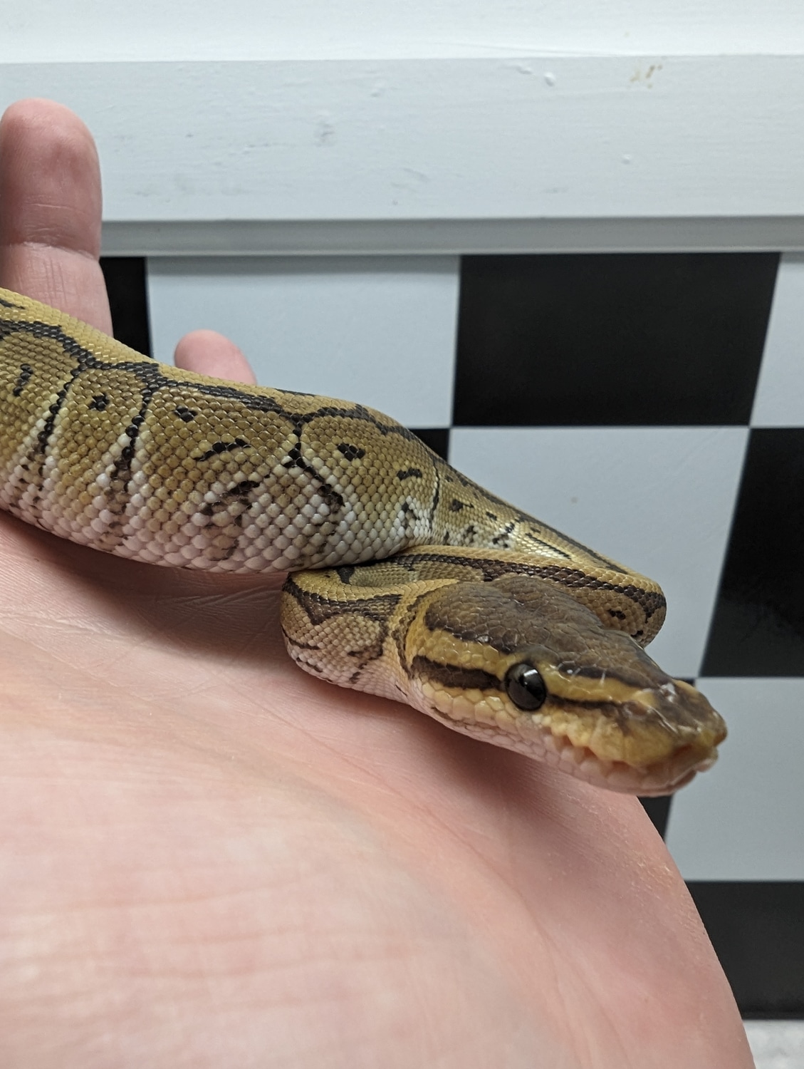 Mystic Pinstripe Ball Python by Rupp Reptiles - MorphMarket