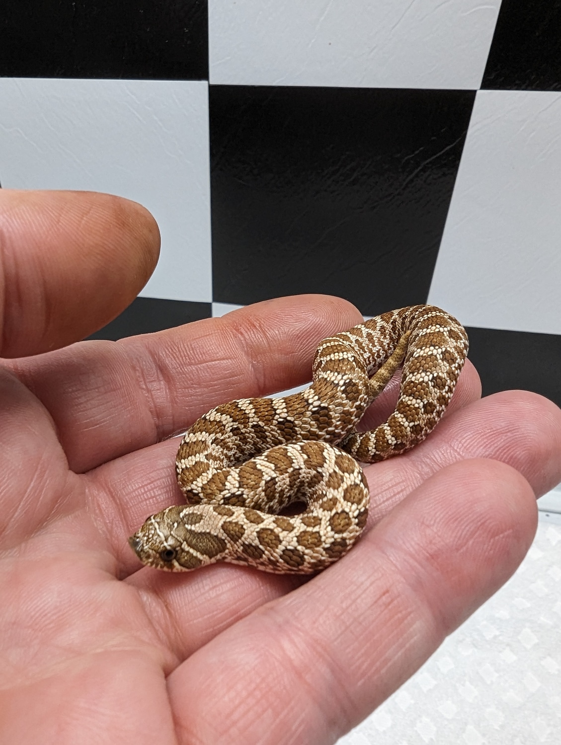 Female 66% Albino Western Hognose by Rupp Reptiles - MorphMarket
