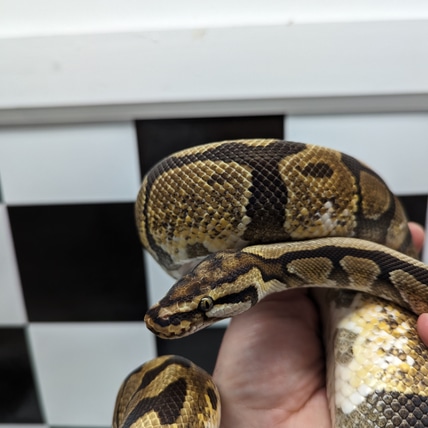 Fancy Normal Ball Python by Rupp Reptiles - MorphMarket