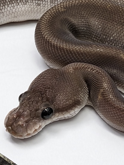 Suma Or Super Cinnamon POS Mojave Ball Python by Rupp Reptiles