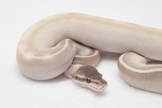 Mystic Potion POS Cinnamon Ball Python by Rupp Reptiles