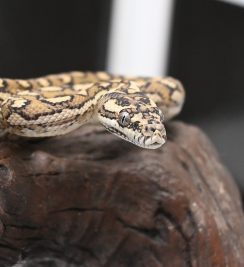 Caramel Carpet Coastal Carpet Python by Rupp Reptiles