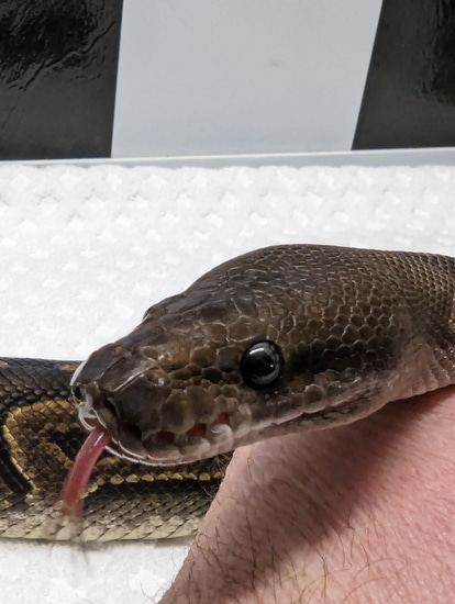 Proven Breeder Mahogany Cinnamon Ball Python by Rupp Reptiles