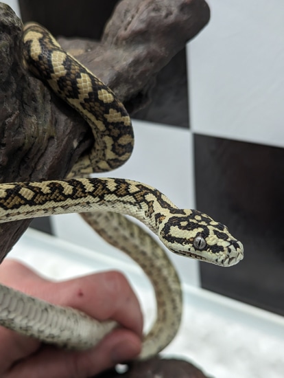 Female Caramel Coastal Carpet Python by Rupp Reptiles
