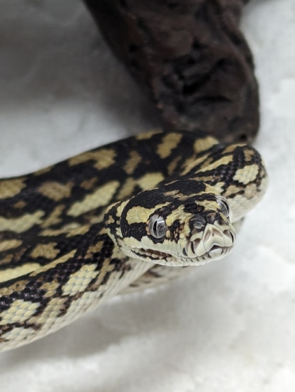 Female Coastal Coastal Carpet Python by Rupp Reptiles