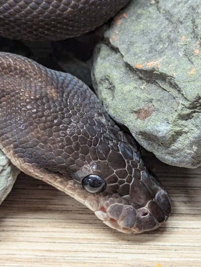 Super Cinnamon ♂️ Ball Python by Rupp Reptiles