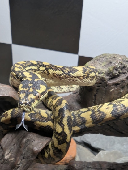 ♀️ Caramel Coastal X Irain Jaya Pairing Other Carpet Python by Rupp ...