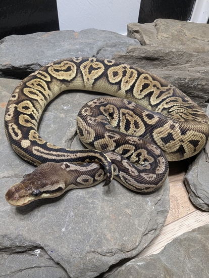 Random Box Of Balls Ball Python by Rupp Reptiles