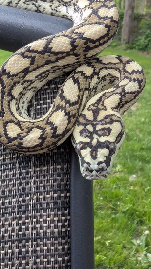 ♀️ Caramel Coastal From Mutton Lines Coastal Carpet Python by Rupp Reptiles