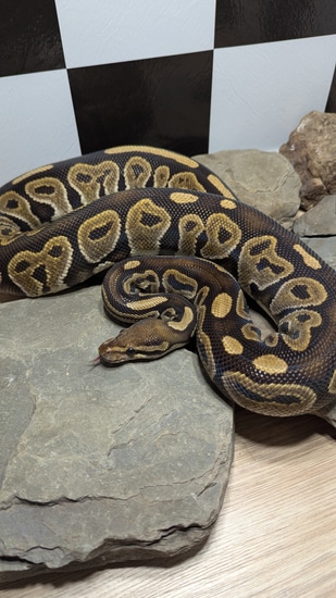 Cinnamon ♀️2018 Proven Breeder Ball Python by Rupp Reptiles