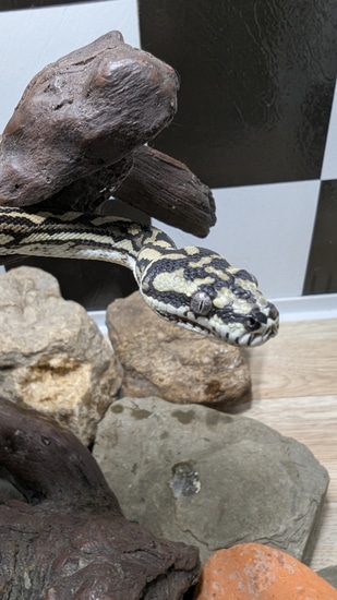 ♂️ Caramel Coastal Coastal Carpet Python by Rupp Reptiles
