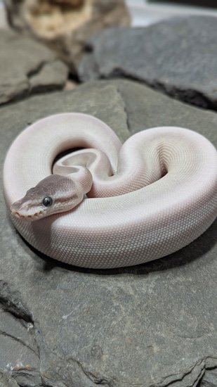 ♀️Cinnamon Mystic Potion Ball Python by Rupp Reptiles
