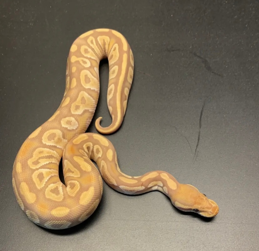 Ultramel Mojave 50% Het Clown Ball Python by DB Breeders - MorphMarket