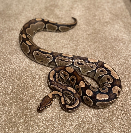 Dinker Ball Python by DB Breeders