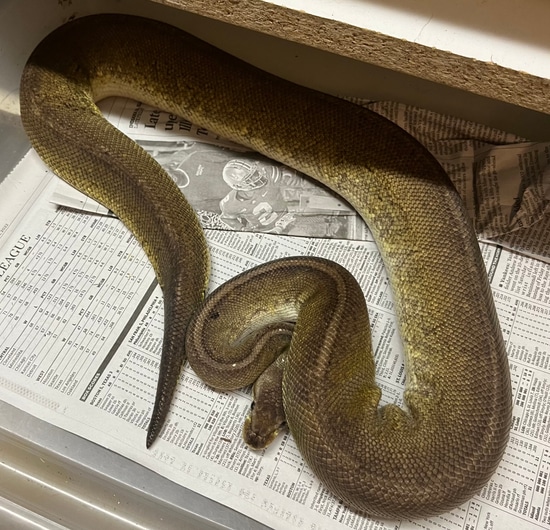 Pewter Pinstripe Ball Python by DB Breeders